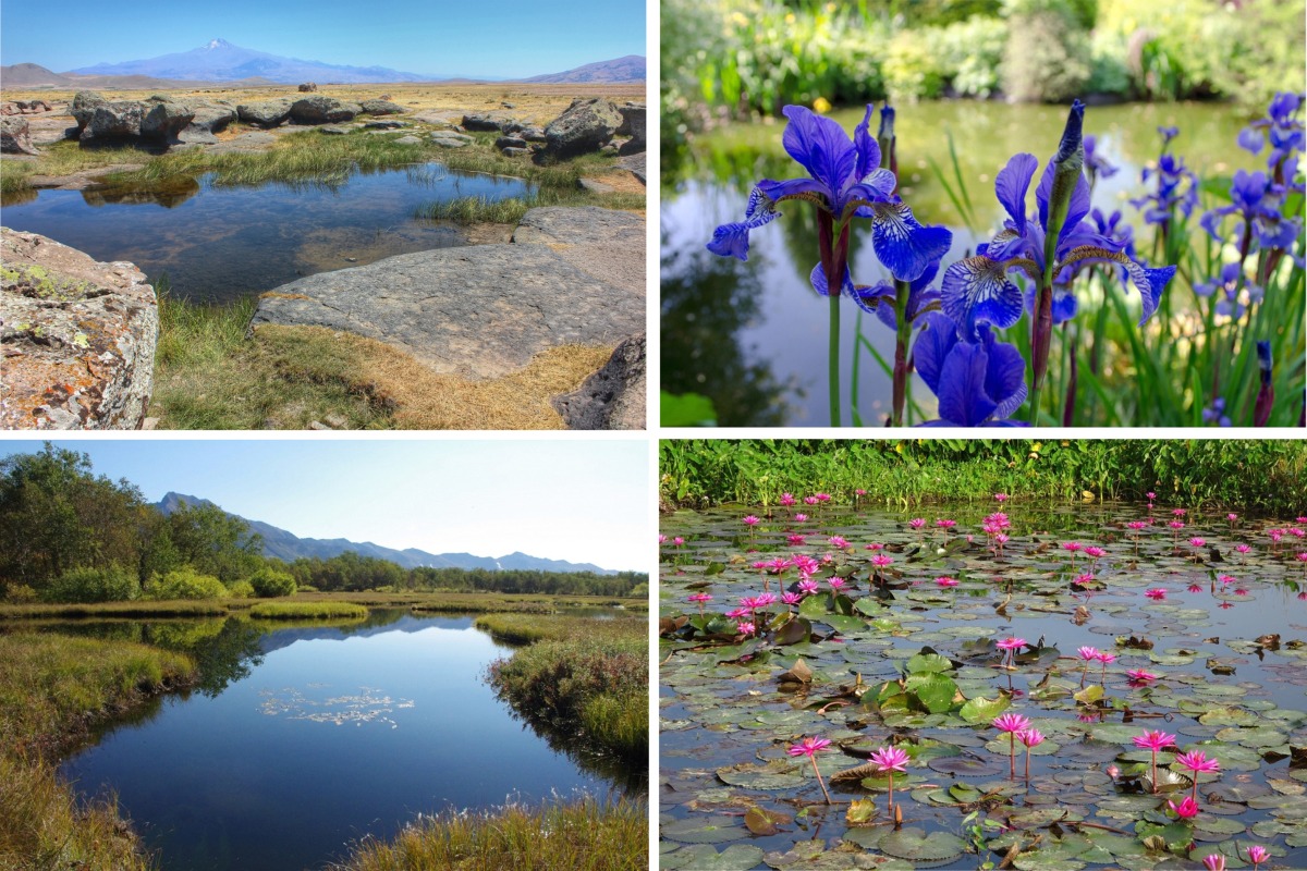 Study English with an article about ponds and small lakes